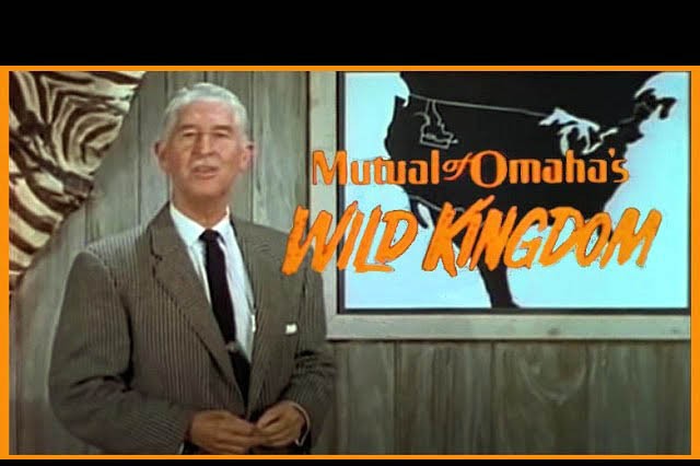 Wild Kingdom - All About The Show - American Memory Lane
